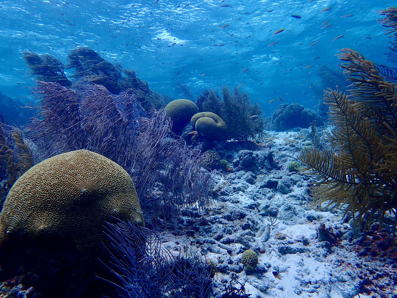 Diving the Pristine Reefs of Bonaire National Marine Park - Freedom ...