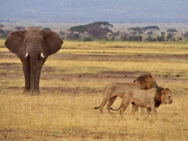 Our Dream Safari in Kenya and Tanzania with a Few Days in Zanzibar ...
