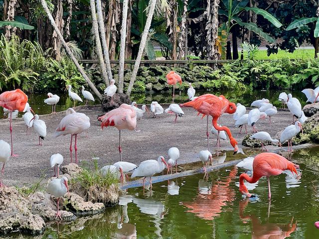 Nature Experience at Flamingo Gardens - Freedom Tour Travel